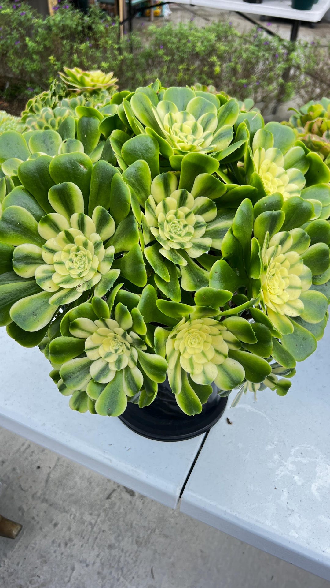 Aeonium Xingniya Variegated Giant Cluster - Extremely Rare - Palos ...