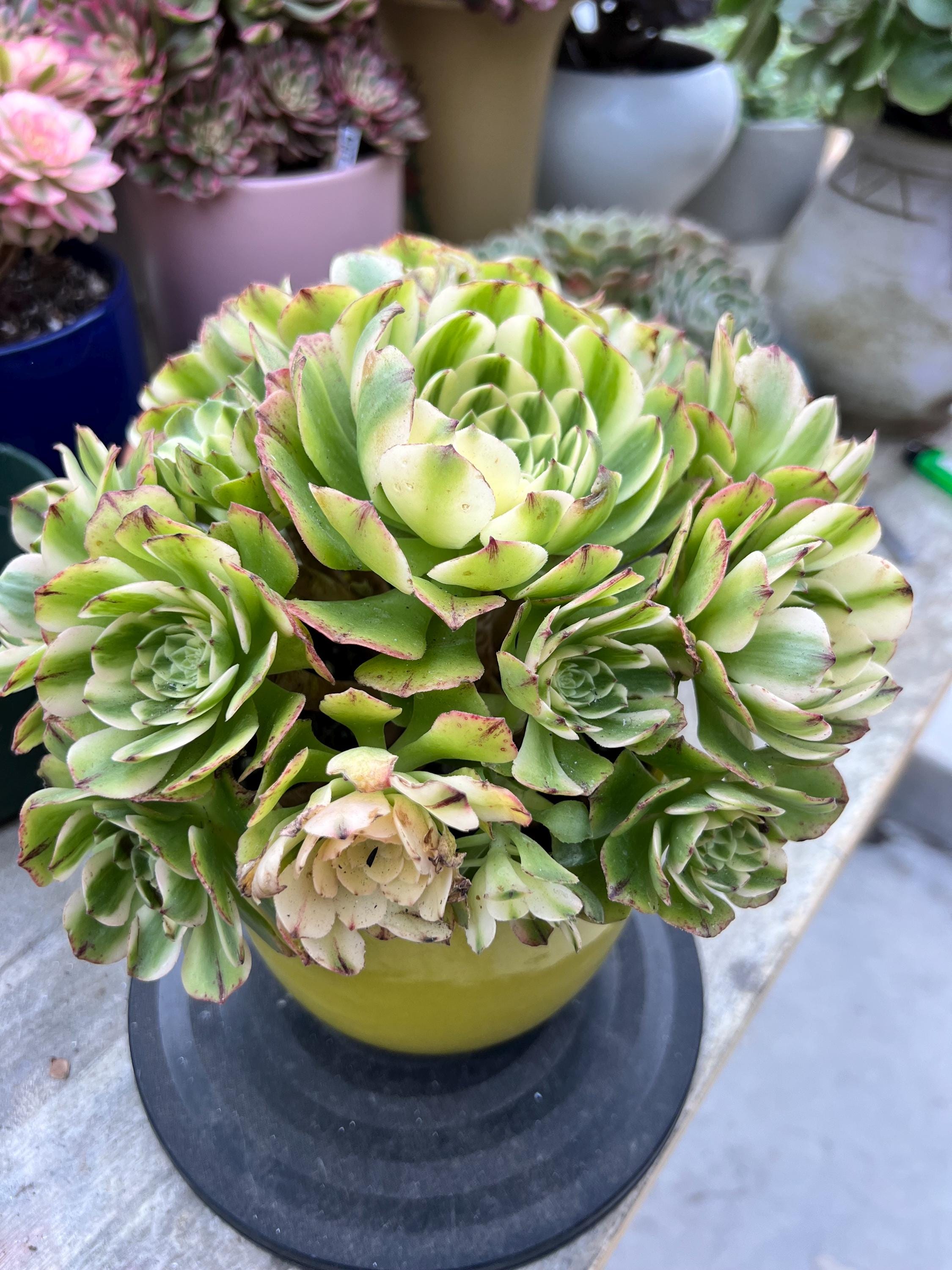 Aeonium Elizabeth Variegated Cluster - Etsy