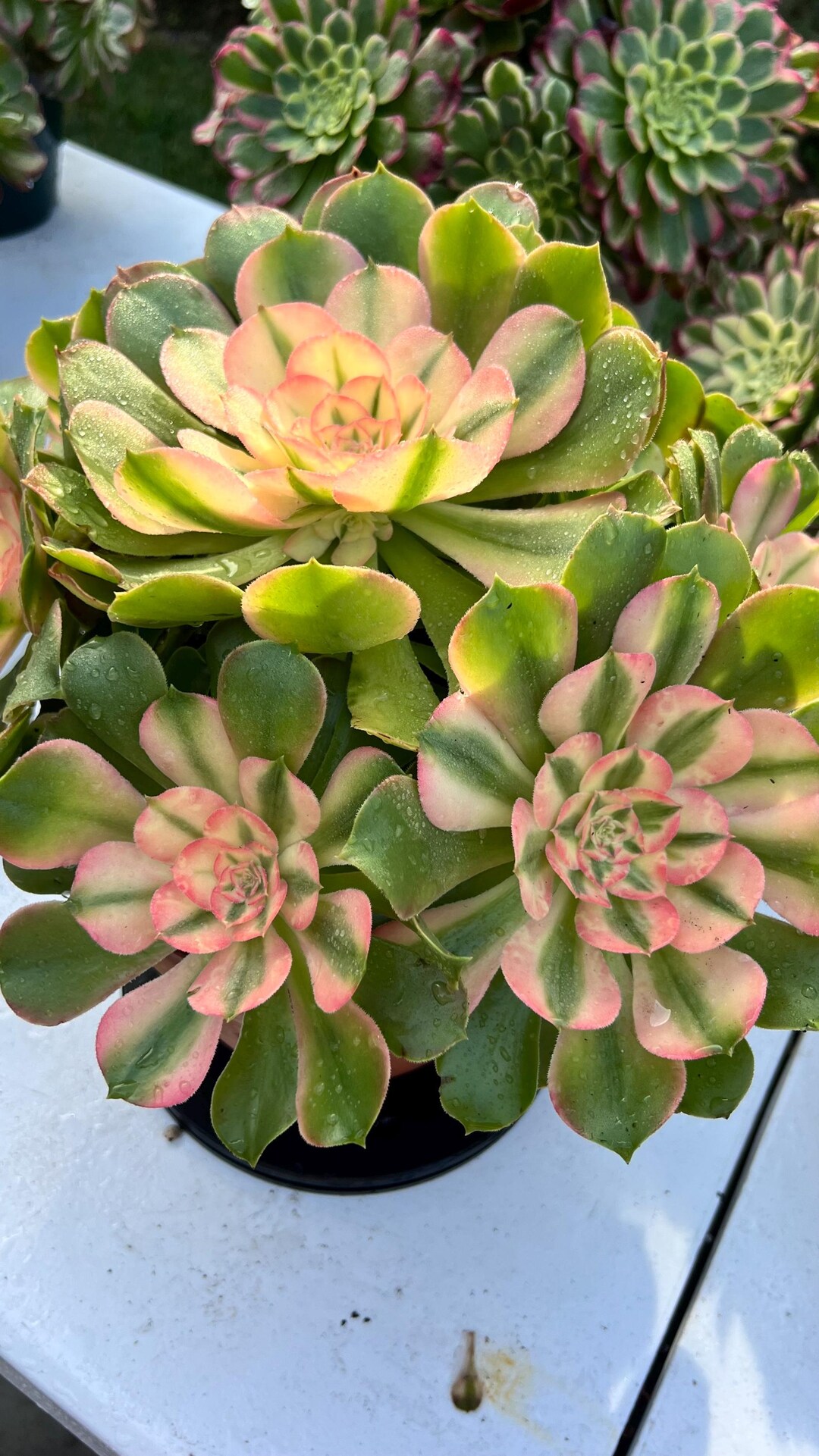 Aeonium ATHENA Variegated Large Cluster- Very Rare- Palos Verdes, CA - Etsy