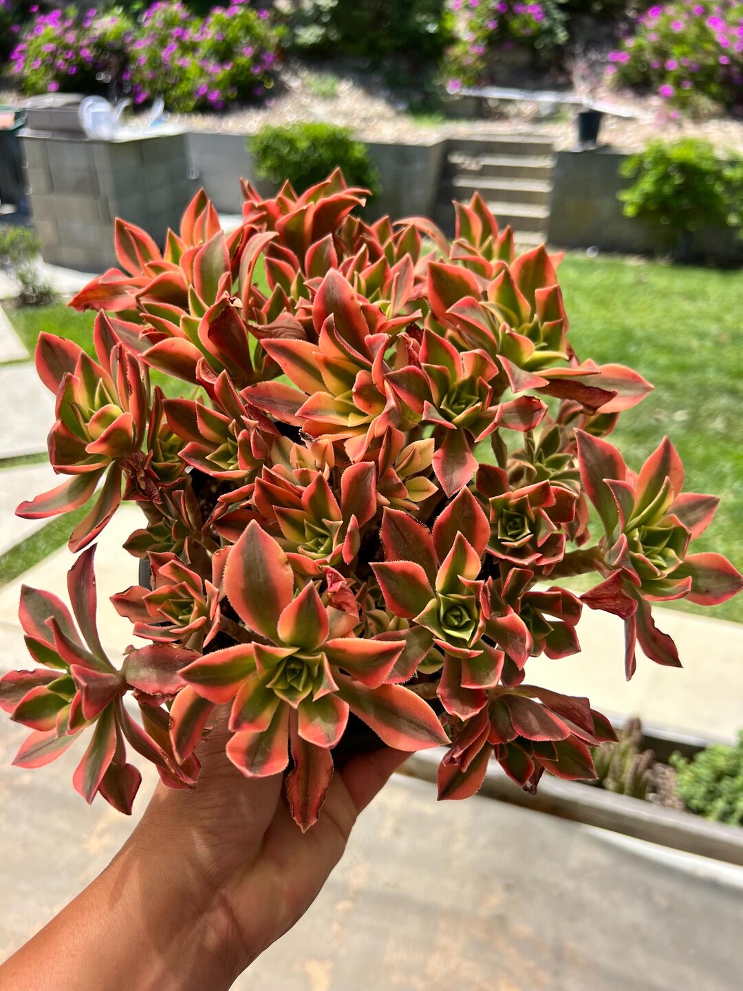 Aeonium Maple Leaf Pink Variegated - Big Cluster, Extremely Rare - Etsy