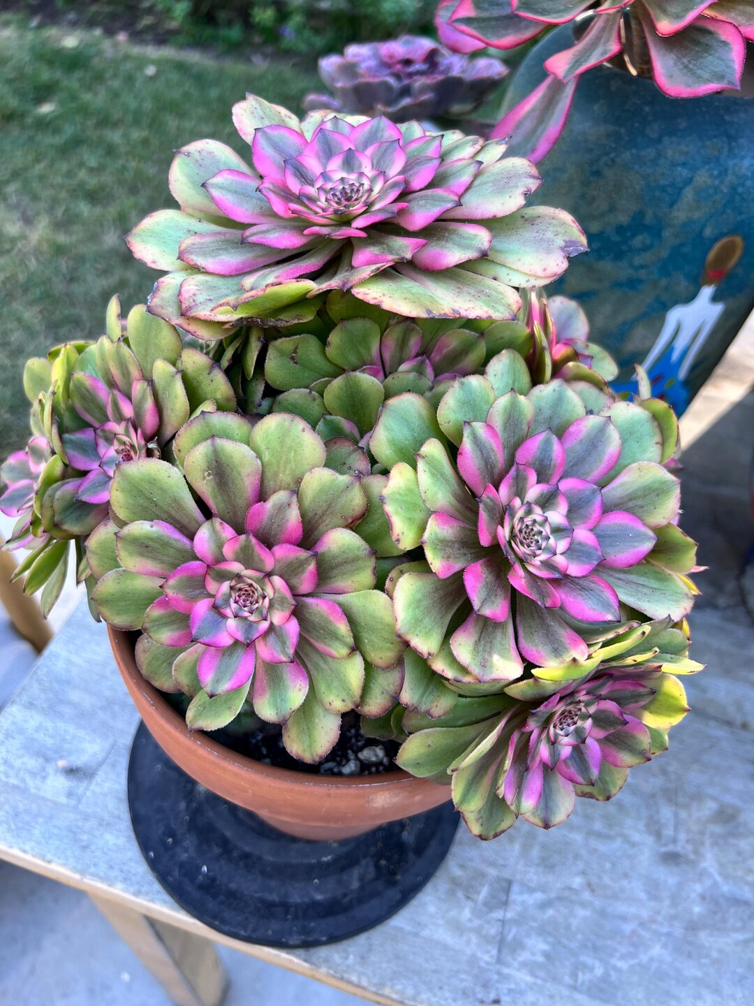 Aeonium Pink Beauty Variegated Cluster - Extremely Rare 2 - Etsy
