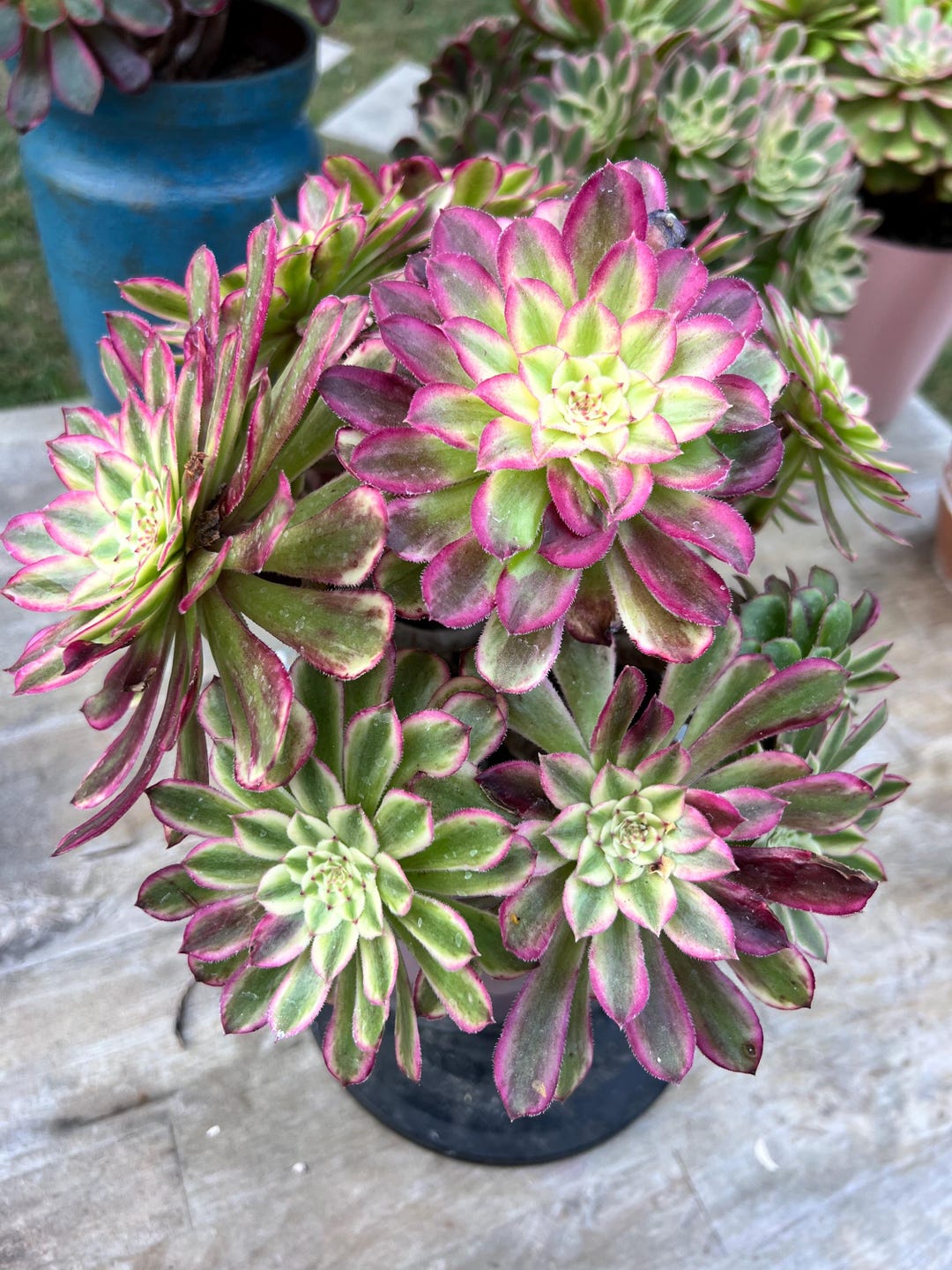 Aeonium Ink Fairy Variegated, Huge Cluster, Valentines Day Better Than ...