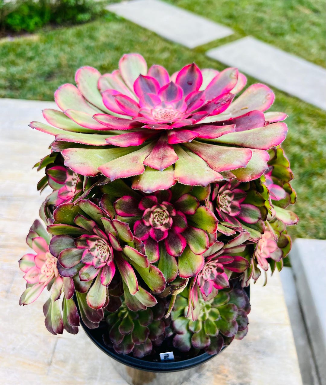 Aeonium Moon Chan Extremely Rare - Etsy