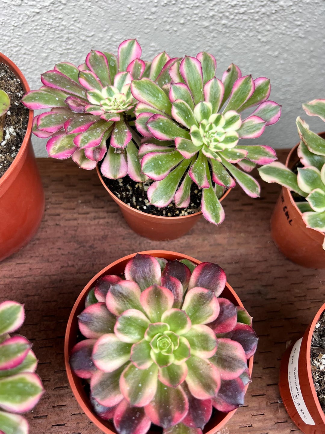 Aeonium Variegated Rooted Cuttings One Set in Each Photo - Etsy