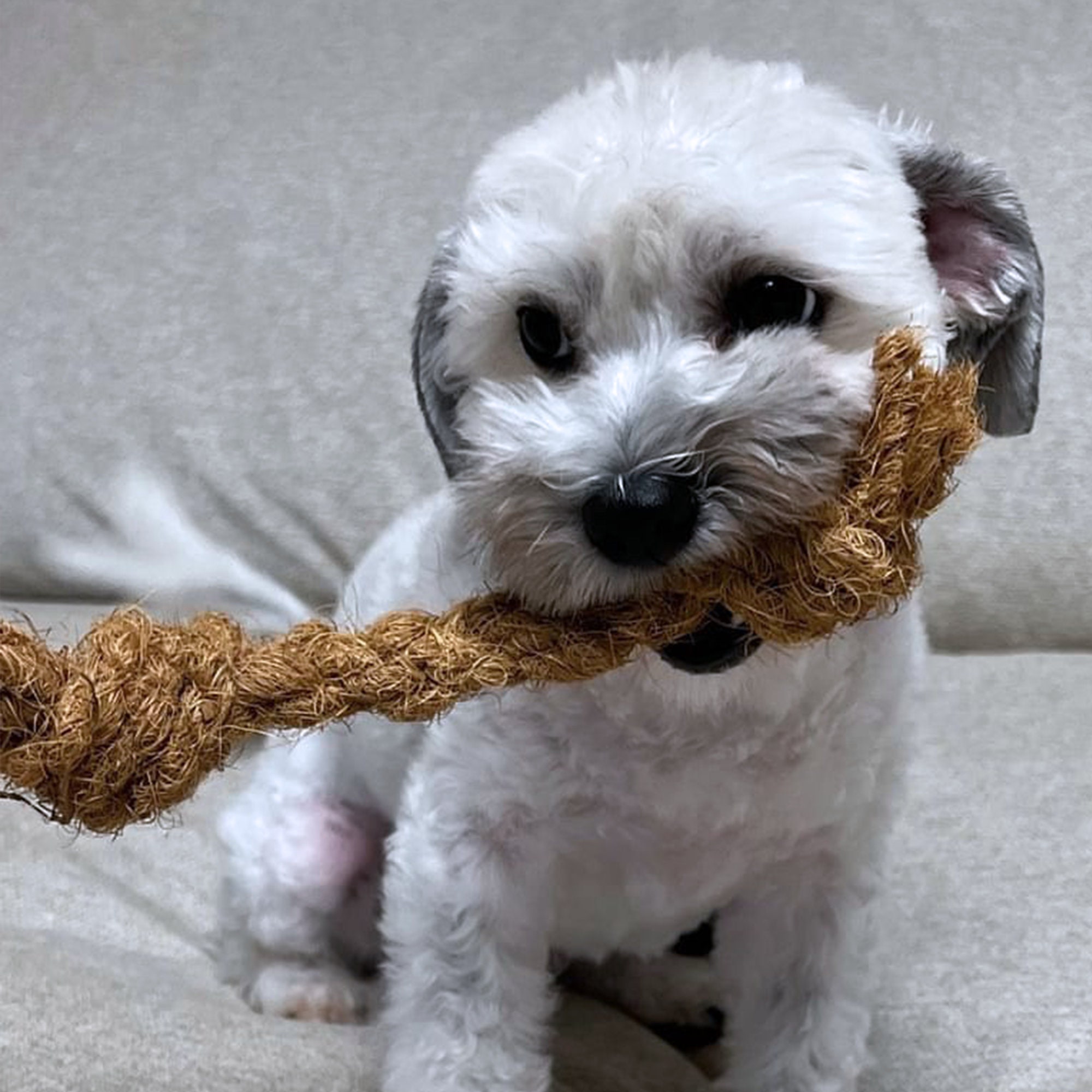 Natural Coconut Husk Coco Rope - Durable, Eco-friendly Chew Toy for ...
