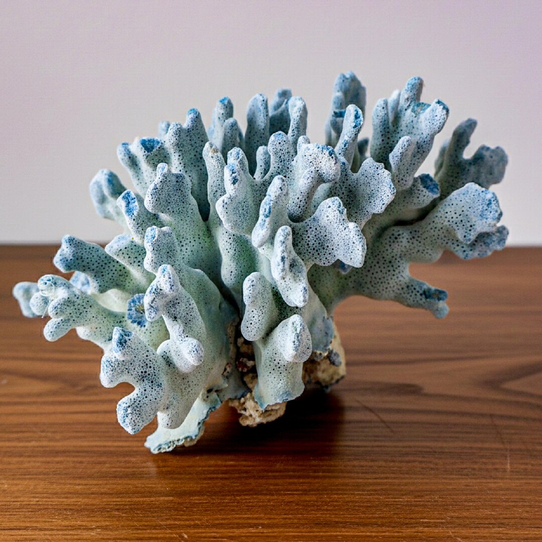 Genuine Blue Coral Tree for Home Decor Sea Shell Collections Aquarium ...