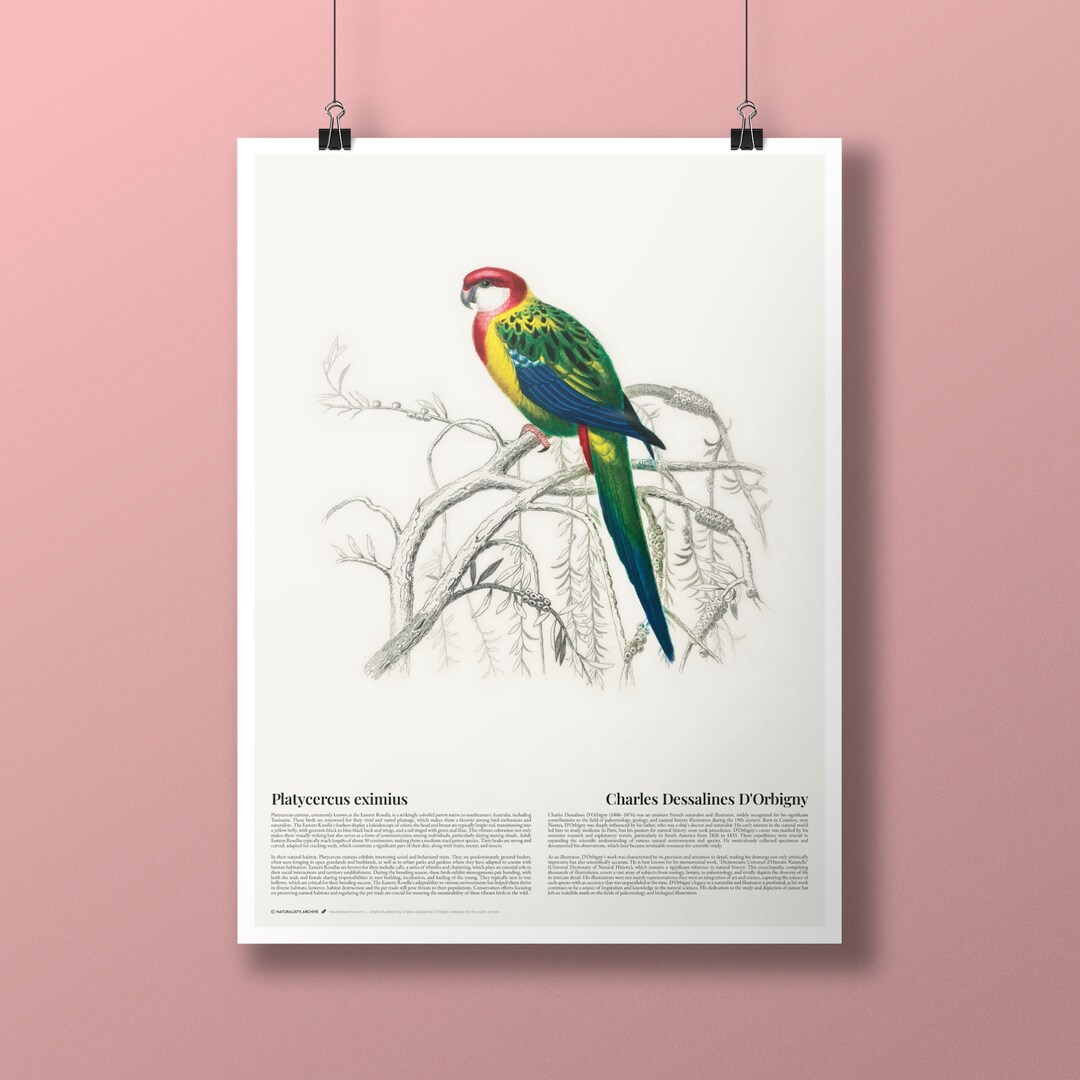 Premium Matte Poster | Eastern Rosella by Charles Dessalines D'orbigny ...