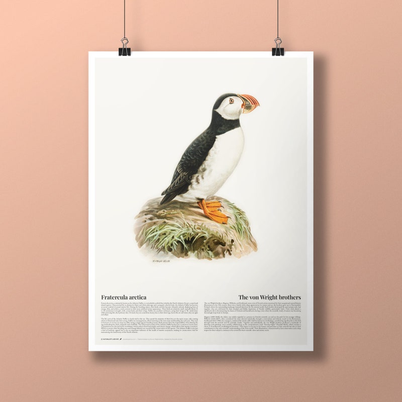 Atlantic Puffin - Etsy