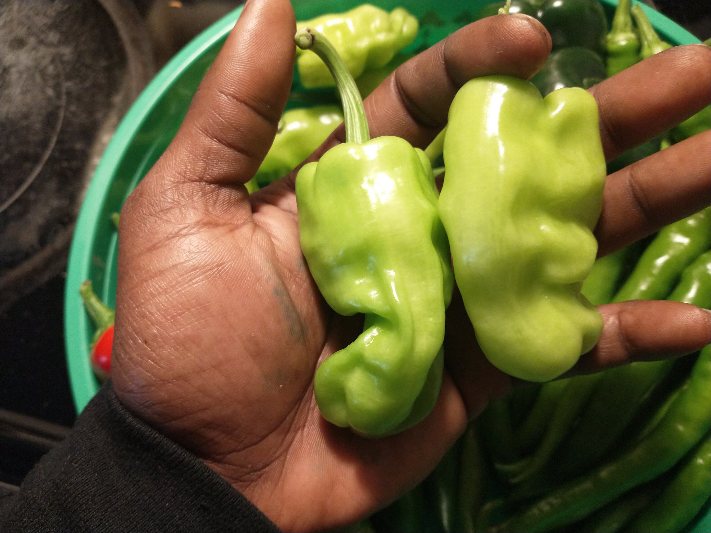 Dragons Toe Pepper 20 Seeds - Etsy