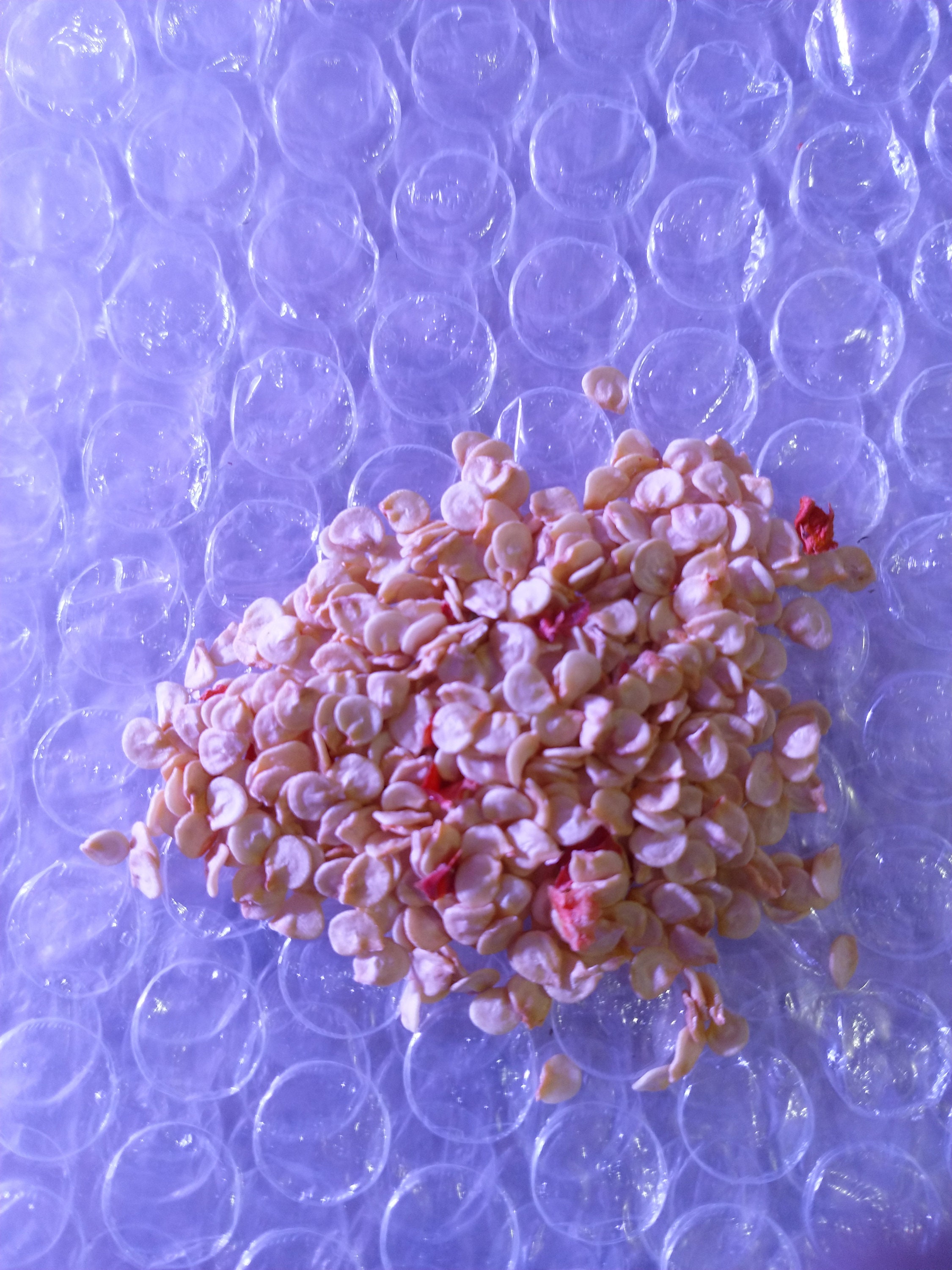 Dragons Toe Pepper 20 Seeds - Etsy