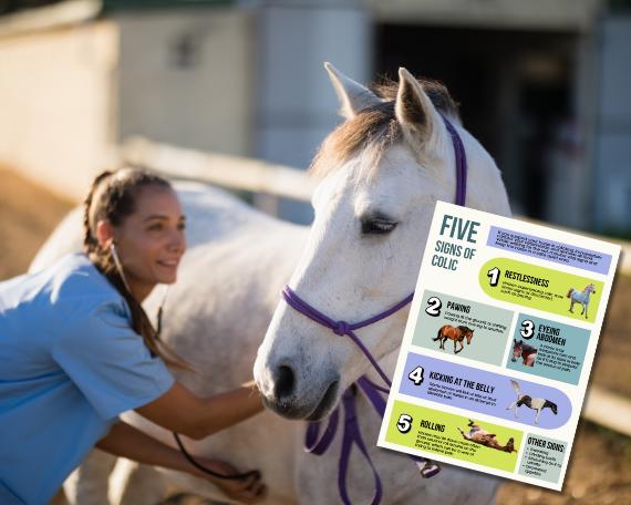 Equine Signs of Colic Infographic - Etsy