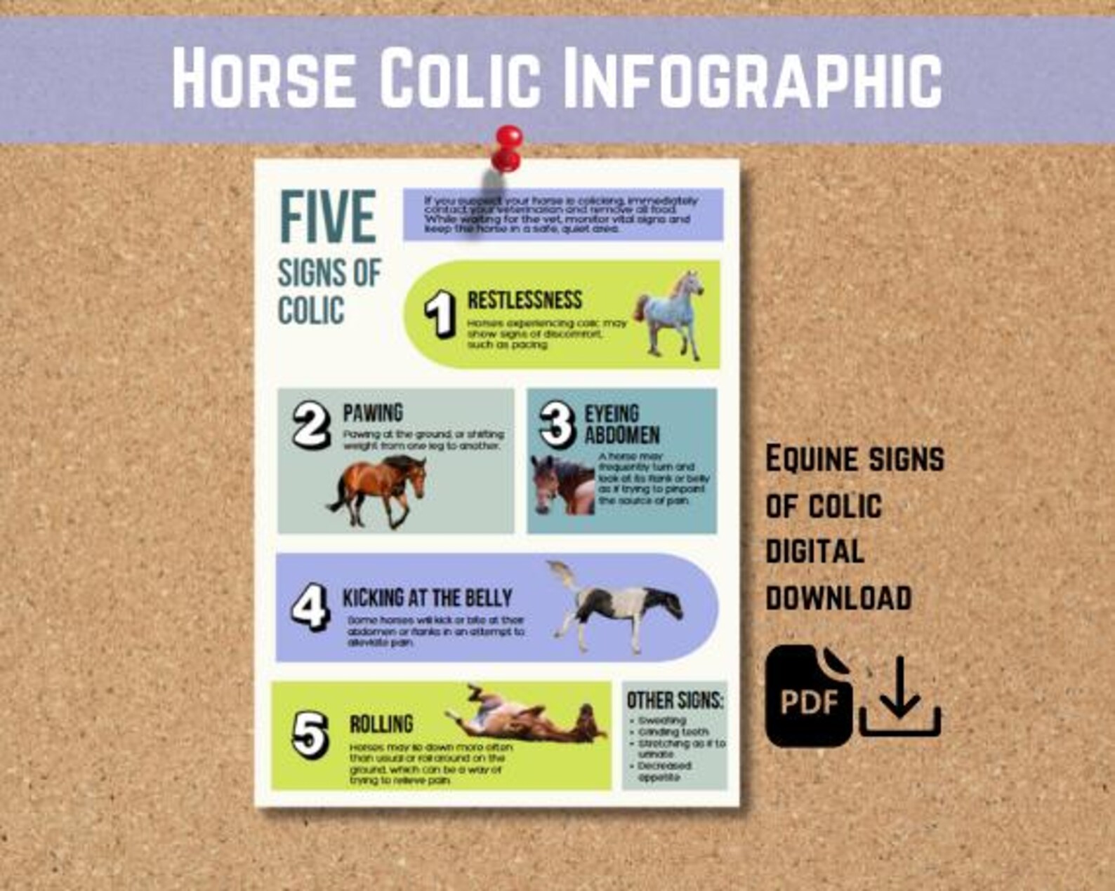 Equine Signs of Colic Infographic - Etsy