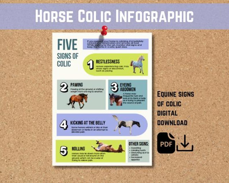 Equine Signs of Colic Infographic - Etsy