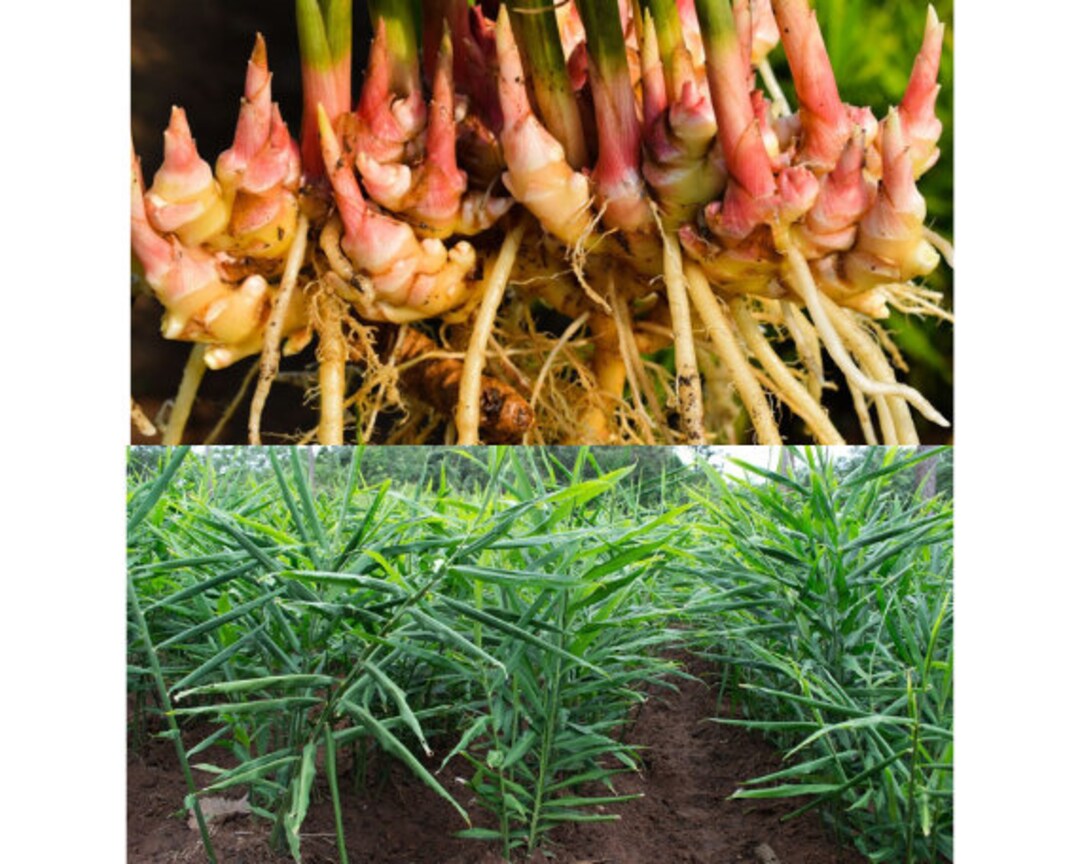 Fresh Ginger Live Roots None GMO Sprouted Rhizomes Ginger Root Ready to ...