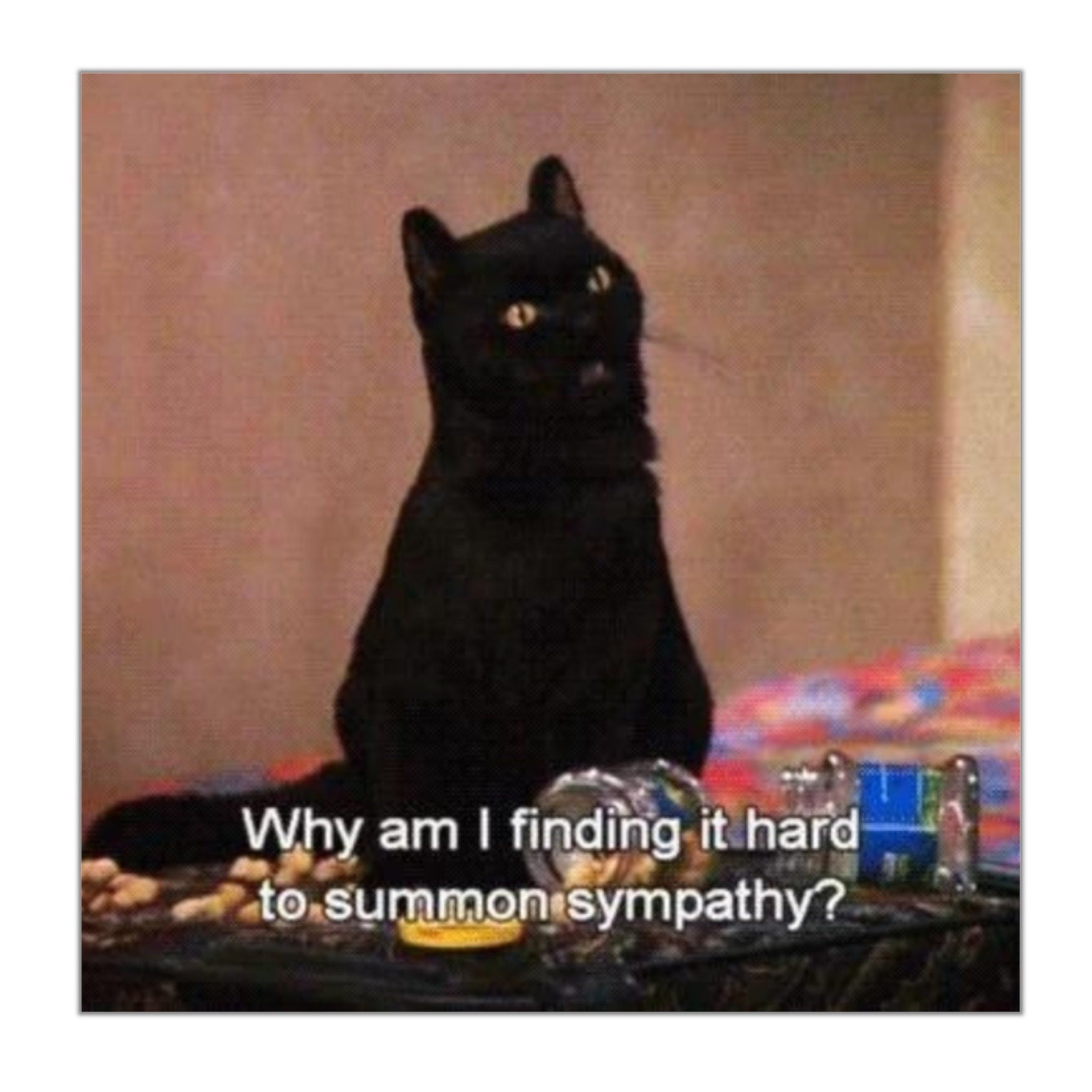 Sabrina Cat Memes Happy Birthday Sabrina! Crazy Cats Say Happy