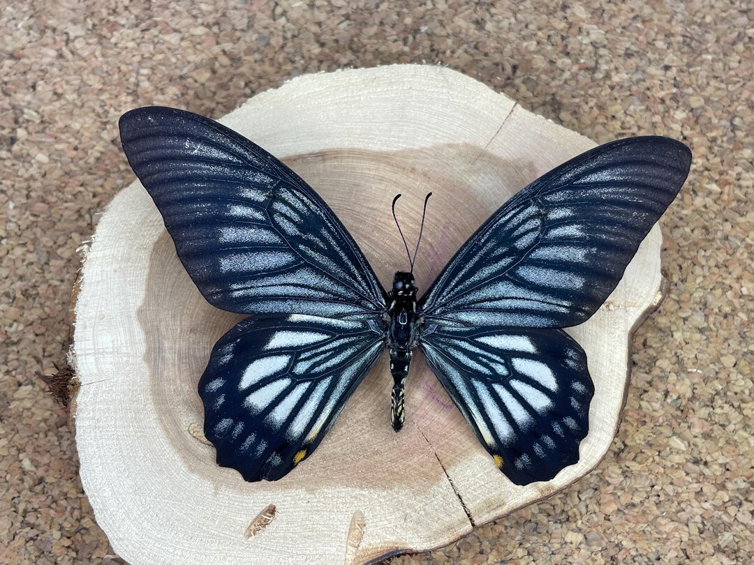 Real Unmounted Ghost Swallowtail Chilasa Veiovis( Wings Closed) - Etsy