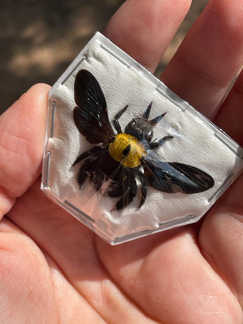 Real Female Carpenter Bee, Xylocopa Aestuans Wings Spread Open - Etsy