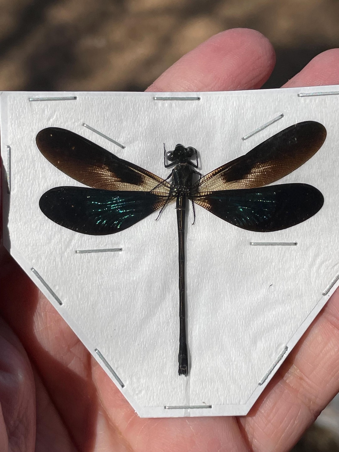 Real Sundanese Gossamerwing Euphaea Variegata Damselfly - Etsy