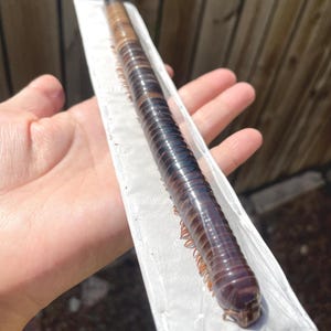 Rare Giant Flame Leg Millipede, Trigoniulus Macropygus - Etsy