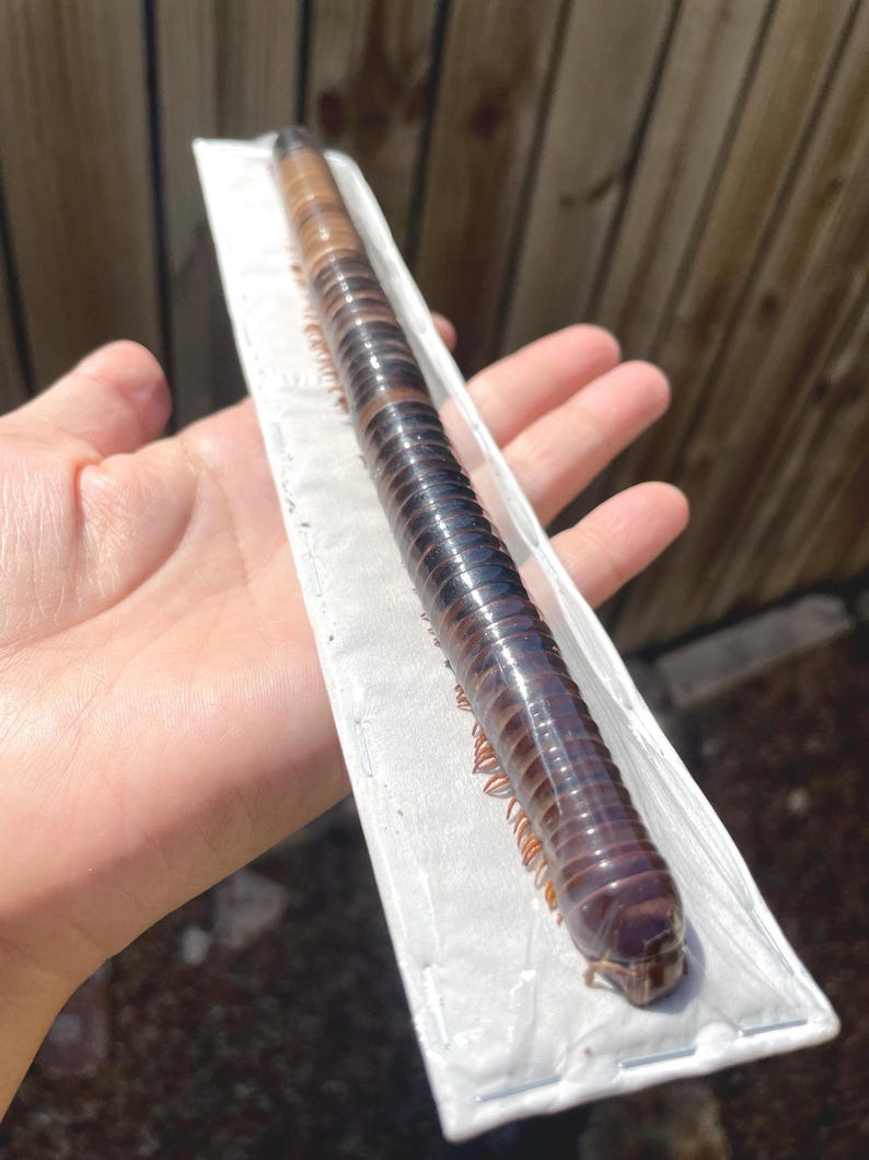 Rare Giant Flame Leg Millipede, Trigoniulus Macropygus - Etsy