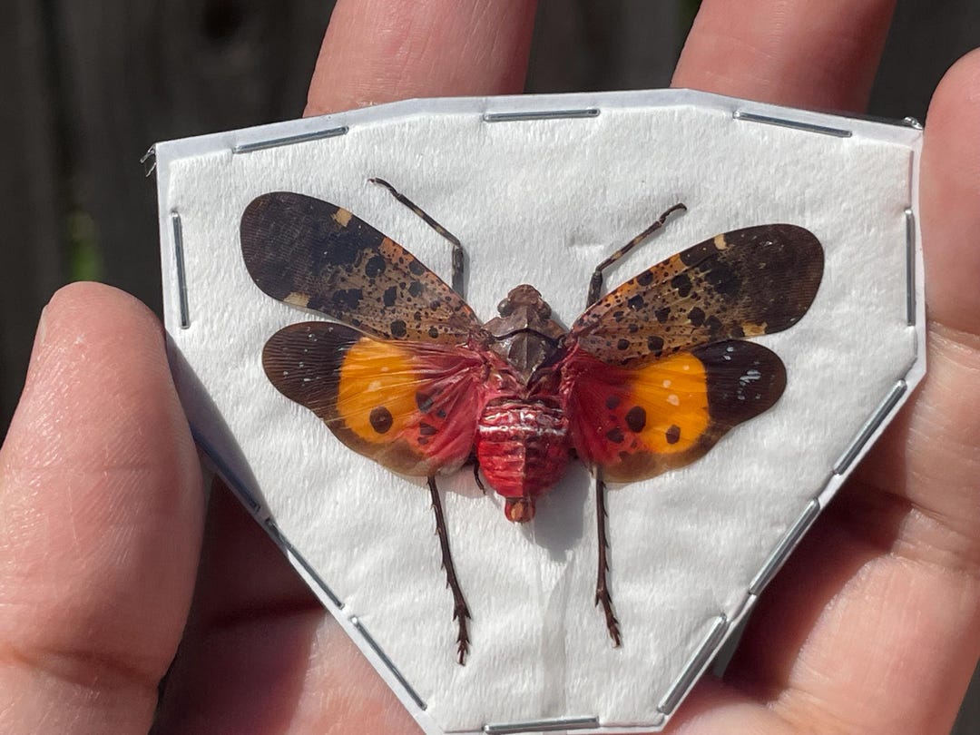 Real Lanternfly Penthicodes Quadrimaculata (spread) - Etsy