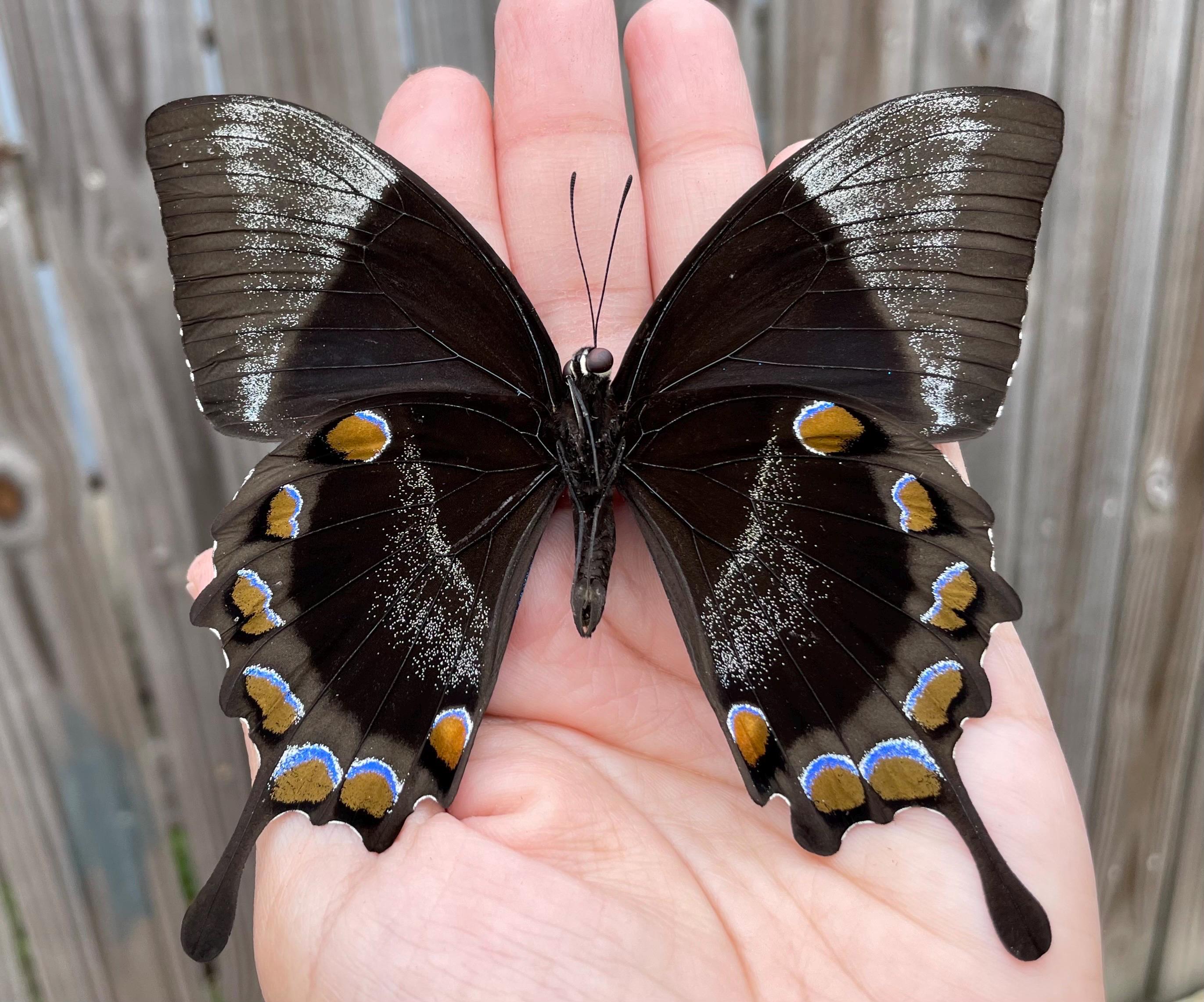 Real Papilio Ulysses, Ulysses Swallowtail Mountain Blue Unmounted Wings ...