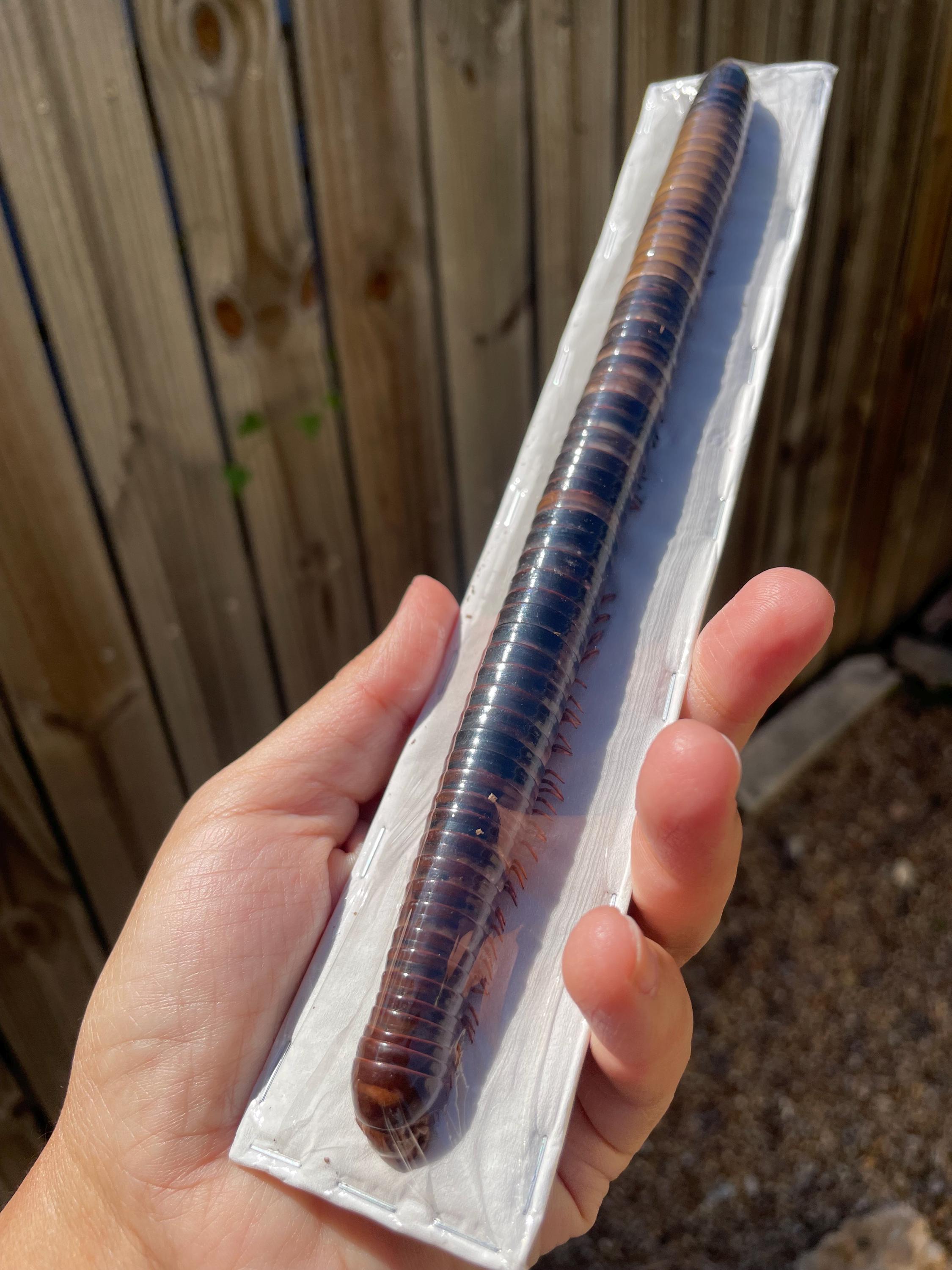 Rare Giant Flame Leg Millipede, Trigoniulus Macropygus - Etsy