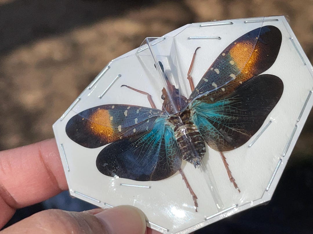 Real Blue Lanternfly, Pyrops Gunjii Spread and Ready to Frame - Etsy