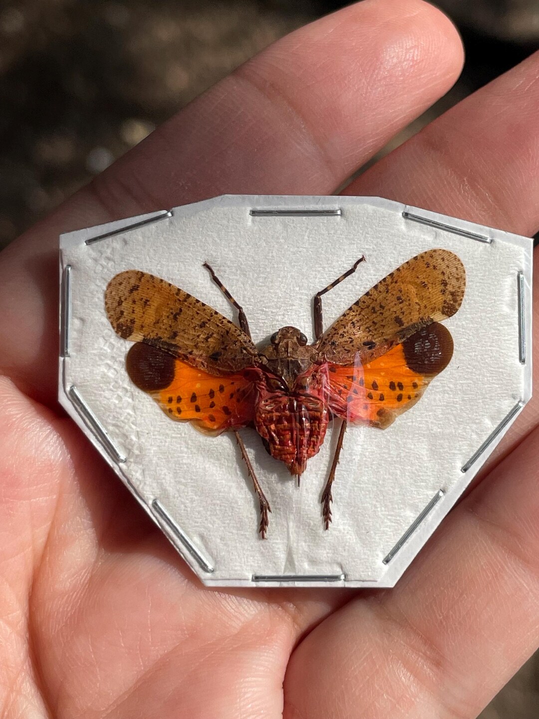 Real Penthicodes Pulchella, Planthopper Lanternfly A- (wings Spread) - Etsy