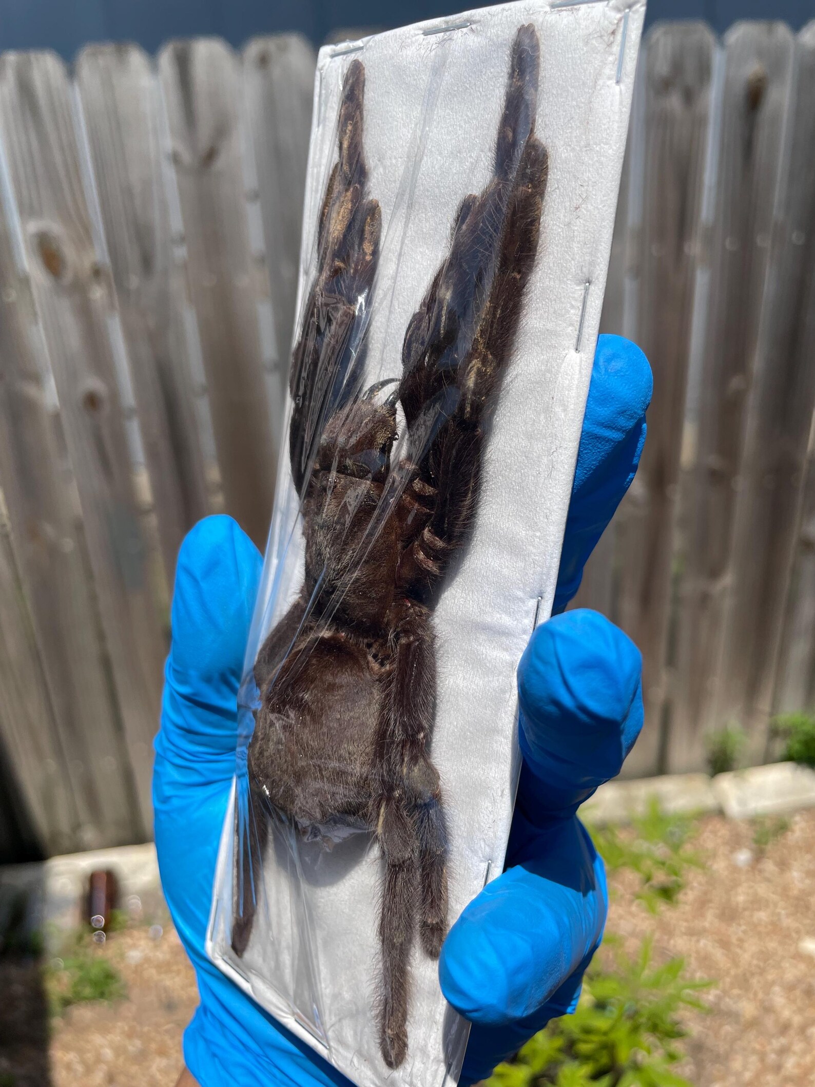 Real XL Javan Yellow-knee Tarantula, Selenocosmia Javanensis - Etsy