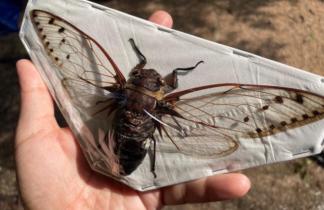 Giant Cicada, Megapomponia Merula (wings Spread ) - Etsy
