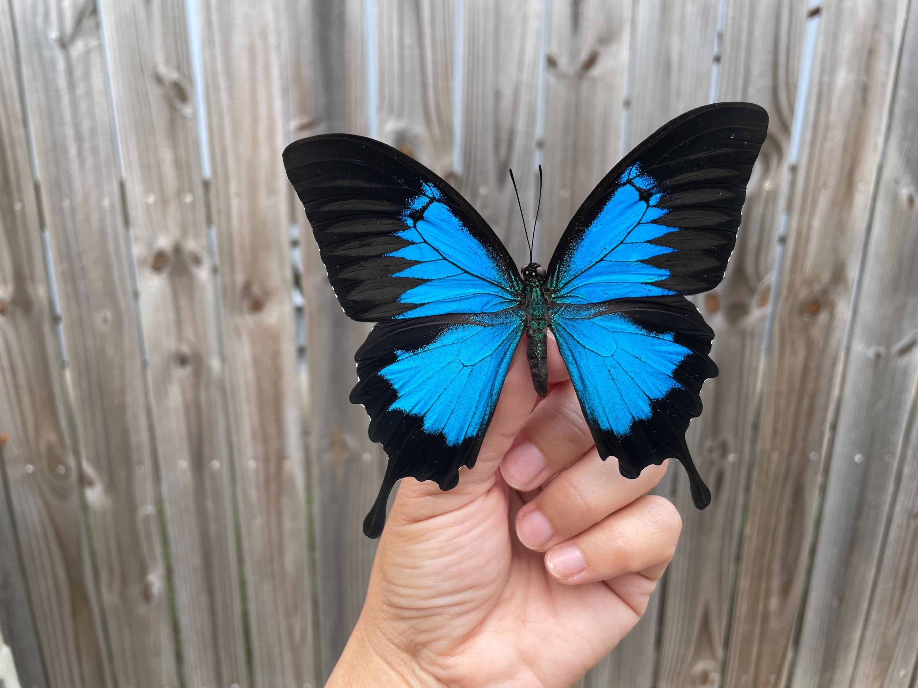 Real Papilio Ulysses, Ulysses Swallowtail Mountain Blue Unmounted Wings ...