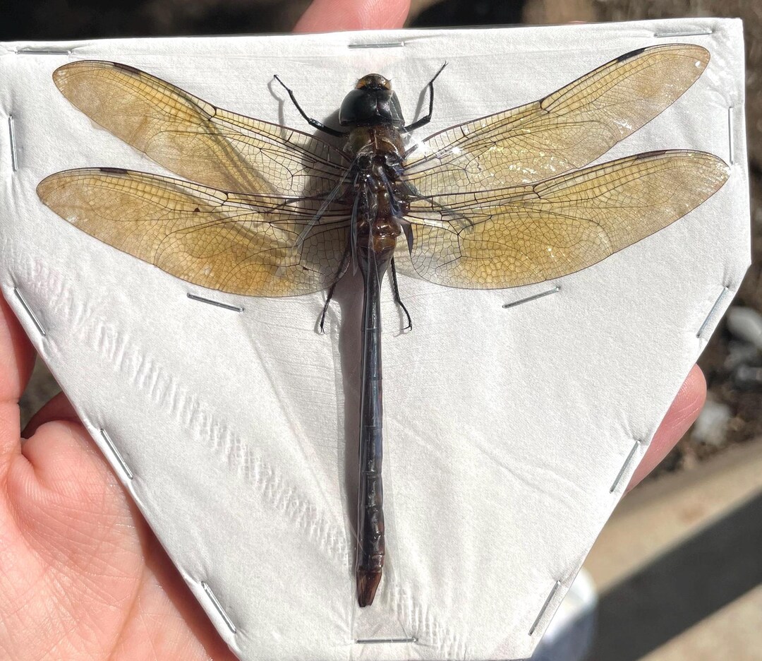 Real Anax Gibbosulus,green Emperor Dragonfly Wings Opened - Etsy