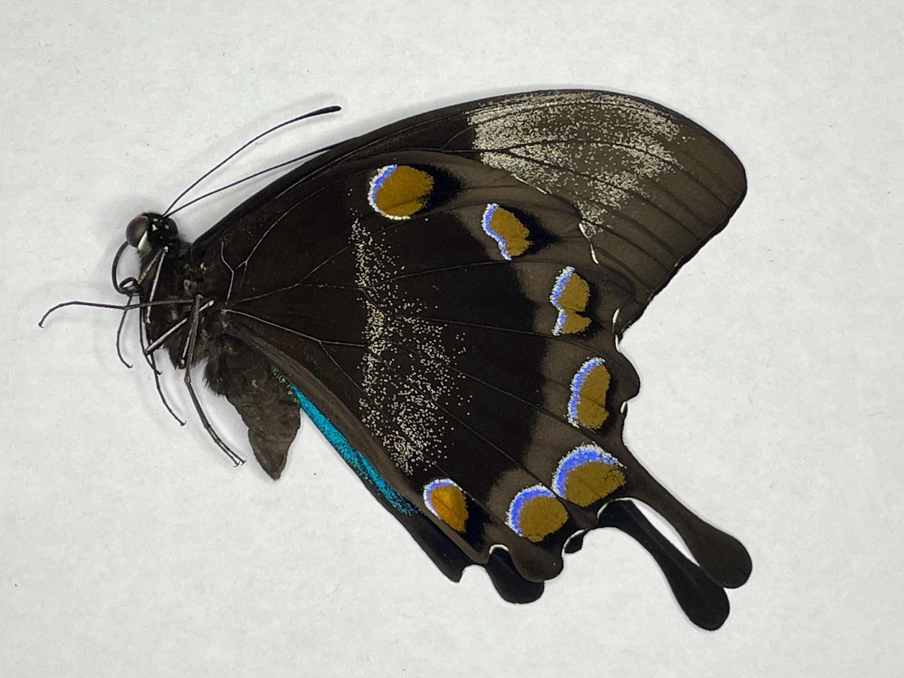 Real Papilio Ulysses, Ulysses Swallowtail Mountain Blue Unmounted Wings ...