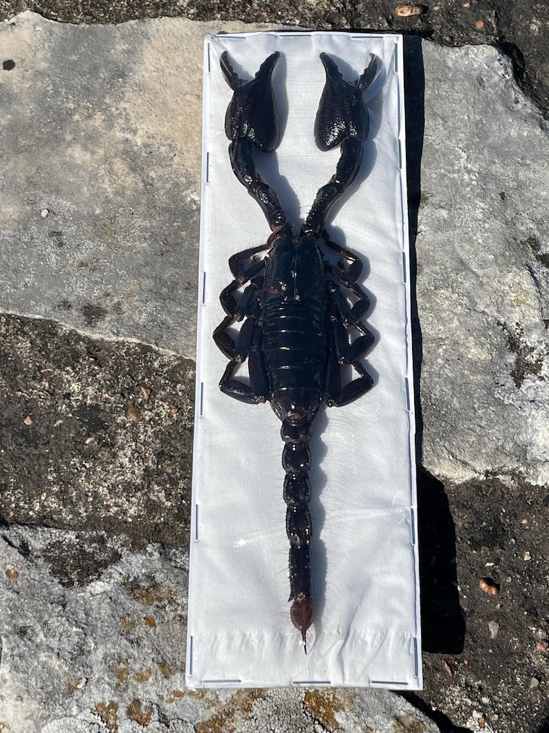 Real Scorpion Javan Blue Forest Scorpion – Javanimetrus Cyaneus - Etsy