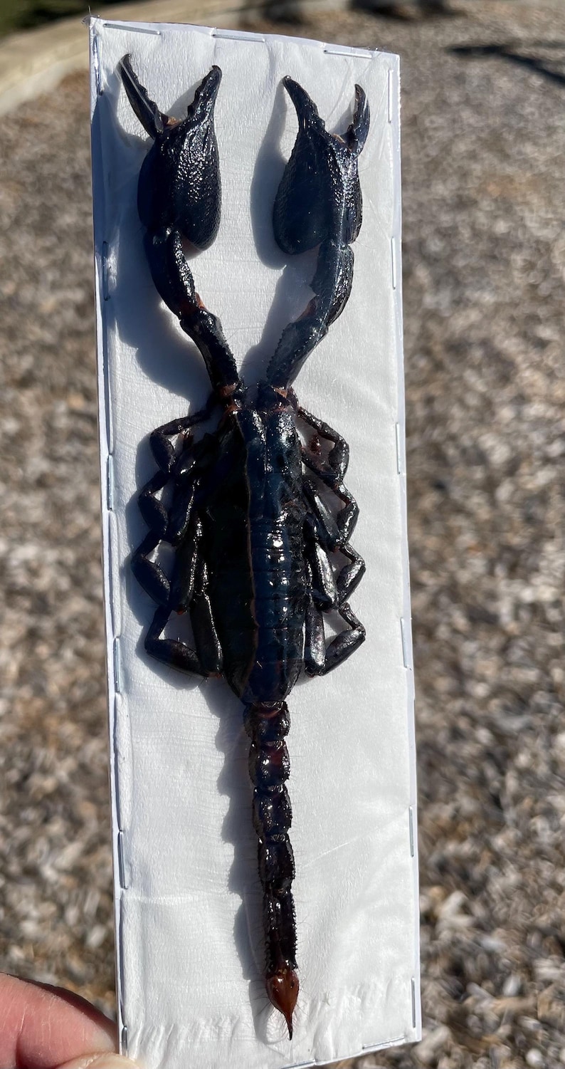 Real Scorpion Javan Blue Forest Scorpion – Javanimetrus Cyaneus - Etsy