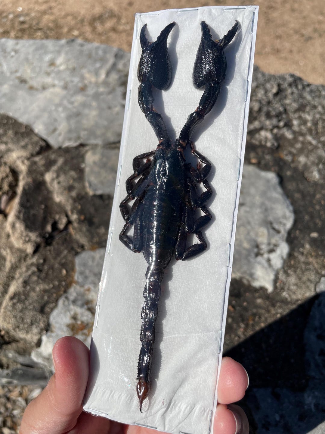 Real Scorpion Javan Blue Forest Scorpion – Javanimetrus Cyaneus - Etsy