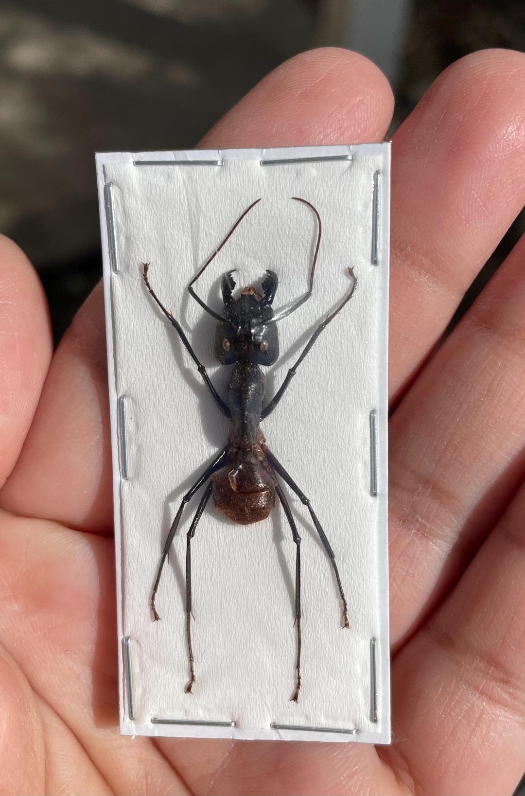 Rare Giant Forest Ant Camponotus Gigas - Etsy