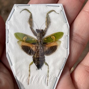 Real Jeweled Flower Mantis Creobroter Gemmatus Wings Spread - Etsy