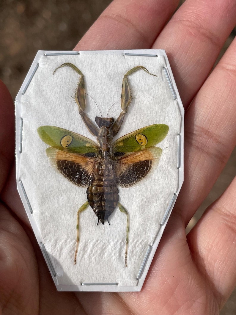 Real Jeweled Flower Mantis Creobroter Gemmatus Wings Spread - Etsy