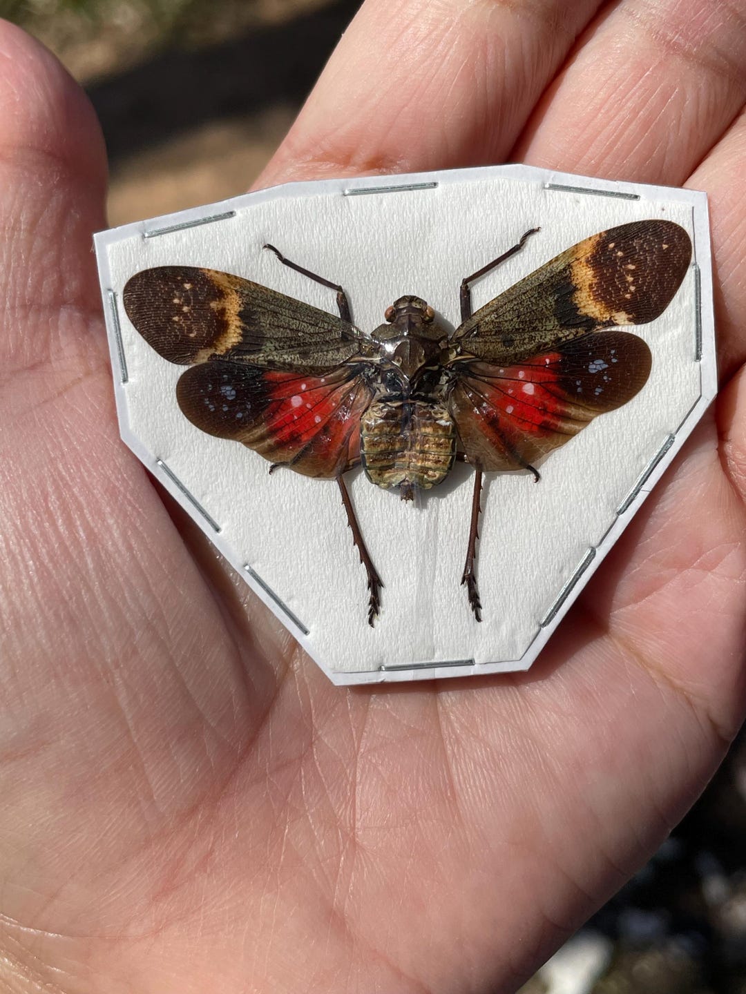 Real Penthicodes Planthopper Lanternfly, P. Farinosa Aeruginea - Etsy