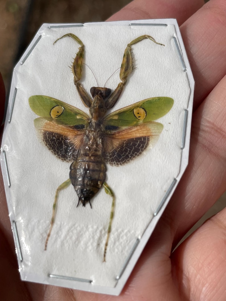 Real Jeweled Flower Mantis Creobroter Gemmatus Wings Spread - Etsy