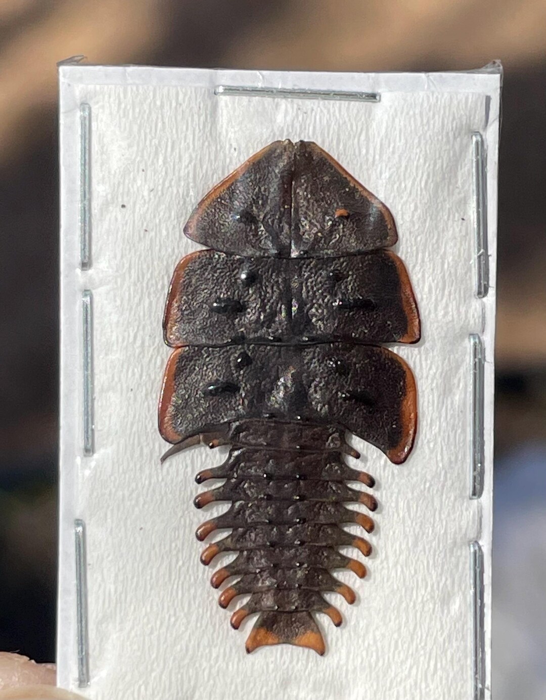 Rare Trilobite Beetle Platerodrilus Ruficollis - Etsy