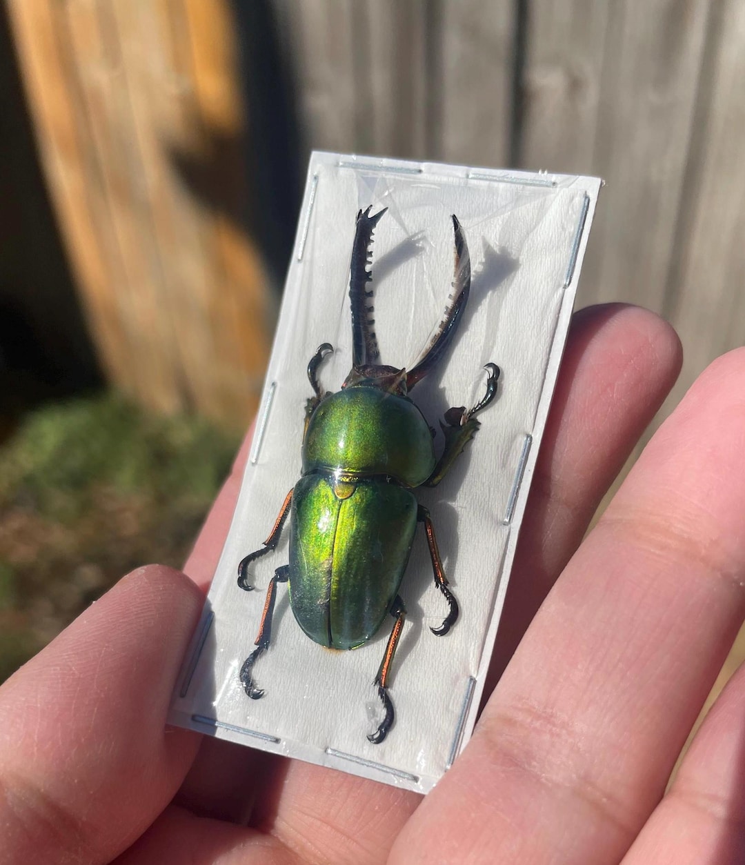Real Sawtooth Stag Beetle, Lamprima Adolphinae - Etsy