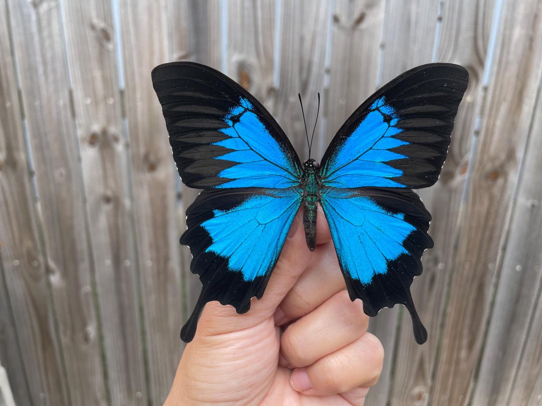 Real Papilio Ulysses, Ulysses Swallowtail Mountain Blue Unmounted Wings ...