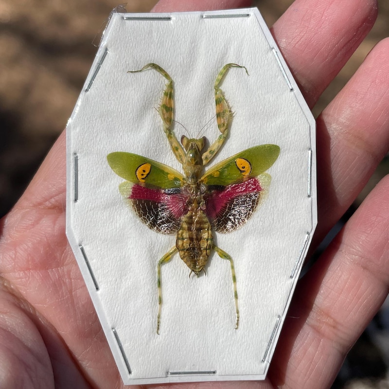 Praying Mantis Pin - Etsy