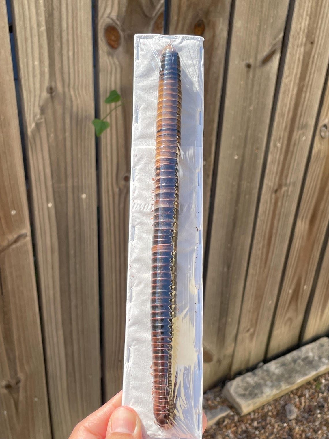 Rare Giant Flame Leg Millipede, Trigoniulus Macropygus - Etsy