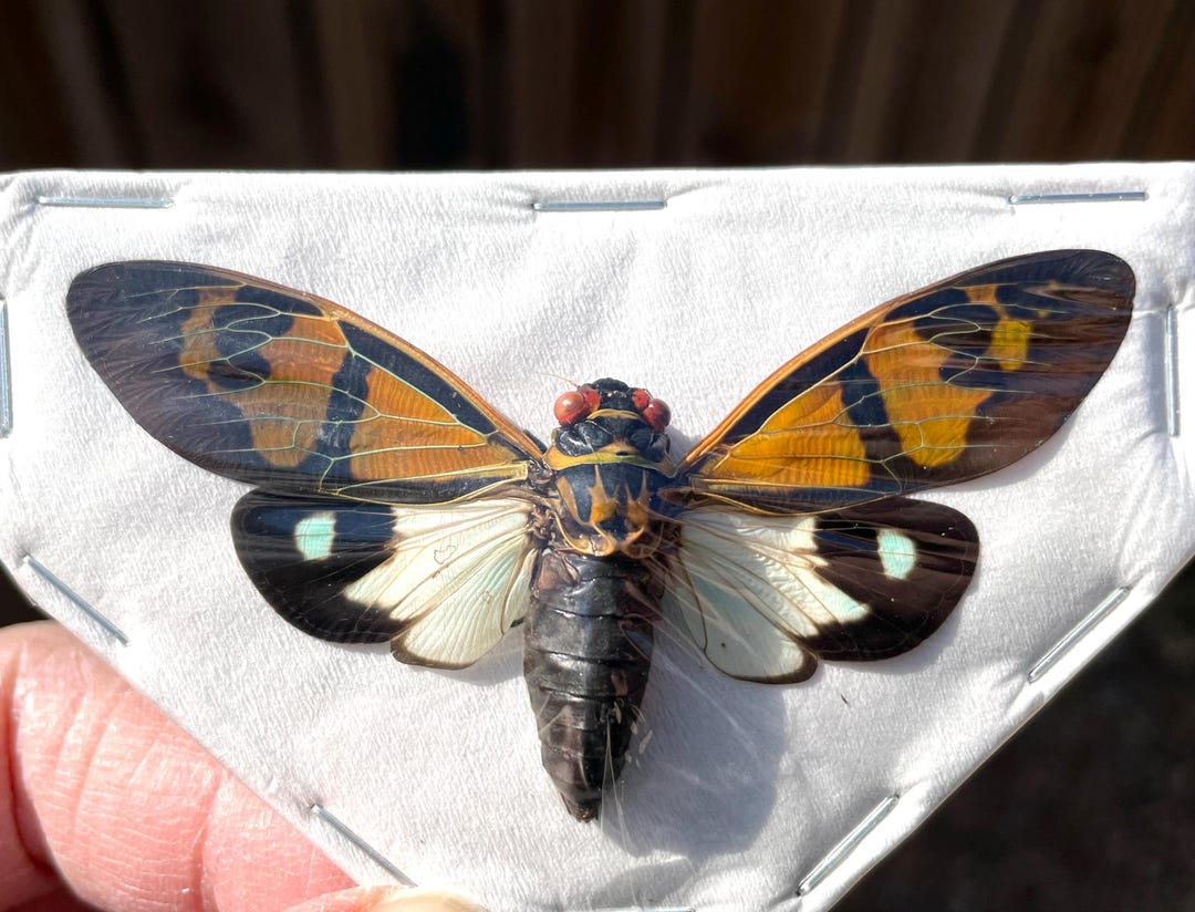 A2 Grade Cicada, Gaeana Festiva White Form Open Wings Spread - Etsy