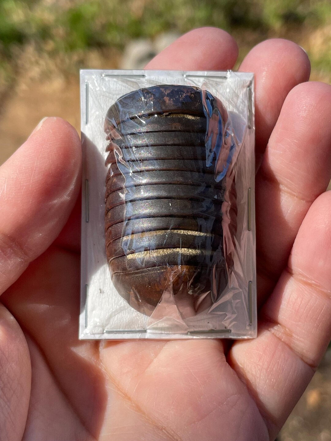 Rare Giant Pill Millipede, Real Dried Insect - Etsy