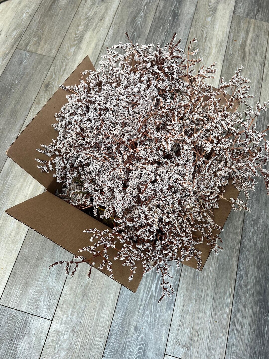 German Statice | Large Wreath Project Box - (fall Brown Color) Dried ...